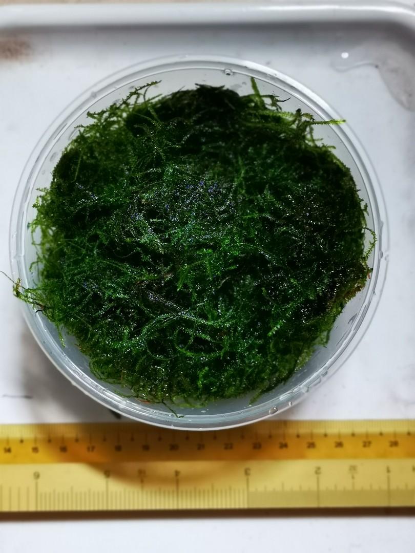 Assorted moss in tauhuey tub, Furniture & Home Living, Gardening ...