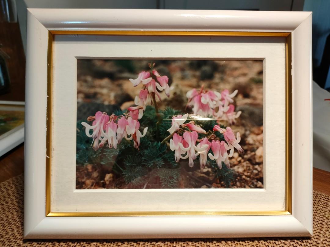 Bleeding Heart Display Frame, Furniture & Home Living, Home Decor ...