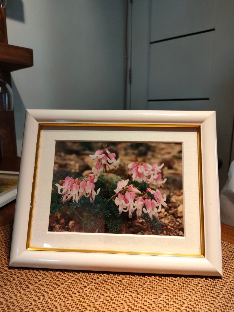 Bleeding Heart Display Frame, Furniture & Home Living, Home Decor ...