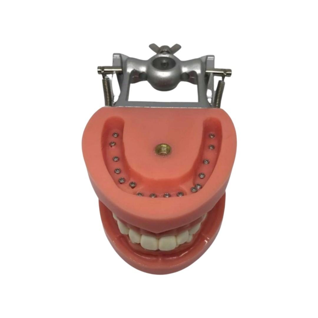 Dental Typodont Standard Model 32 Teeth Screw Nissin Compatible, Beauty ...