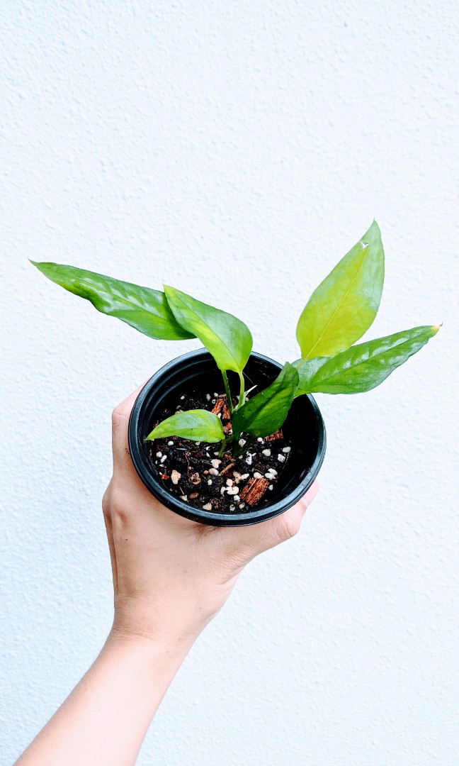 Epipremnum Skeleton Key (Pot A), Furniture & Home Living, Gardening ...