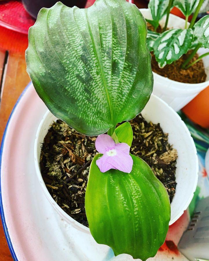 Peacock Ginger, Furniture & Home Living, Gardening, Plants & Seeds on ...