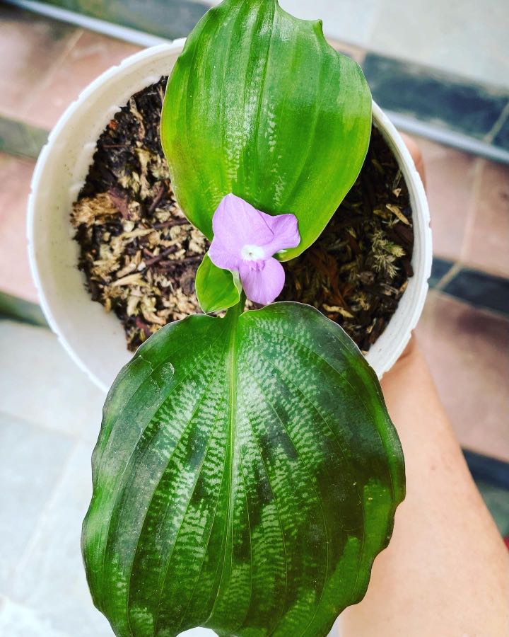 Peacock Ginger, Furniture & Home Living, Gardening, Plants & Seeds on ...