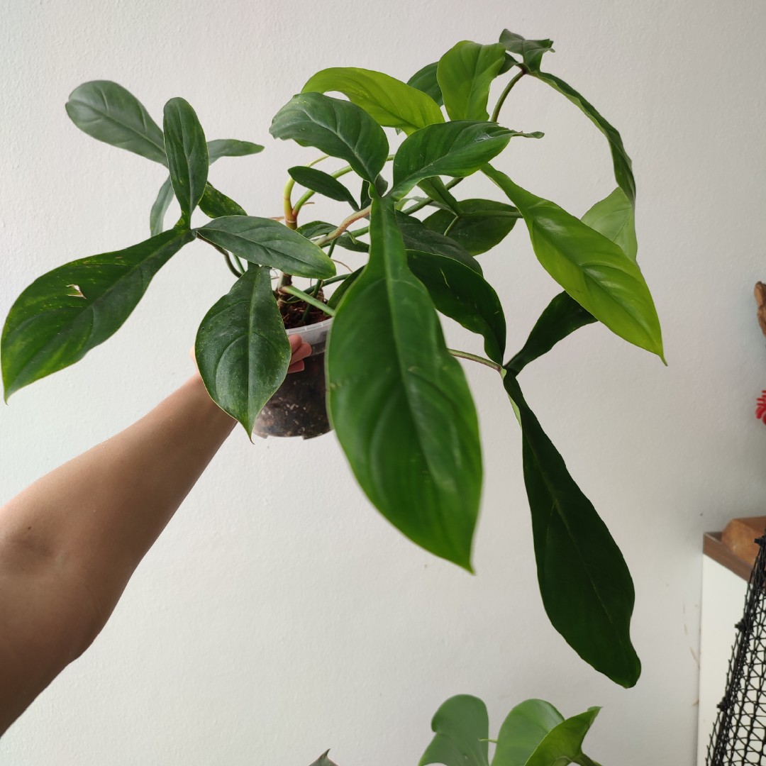 Philodendron 69686, Furniture & Home Living, Gardening, Plants & Seeds ...