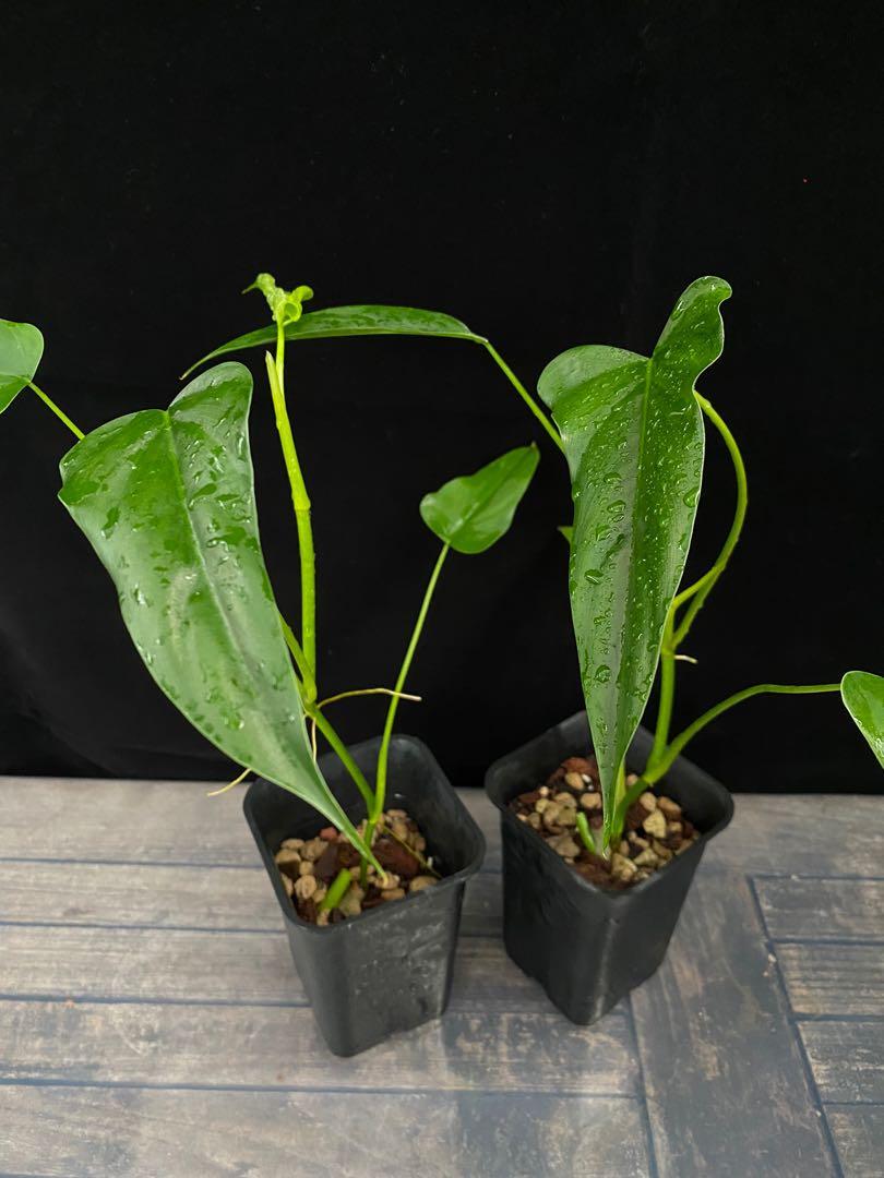 Philodendron delinksii, Furniture & Home Living, Gardening, Plants ...