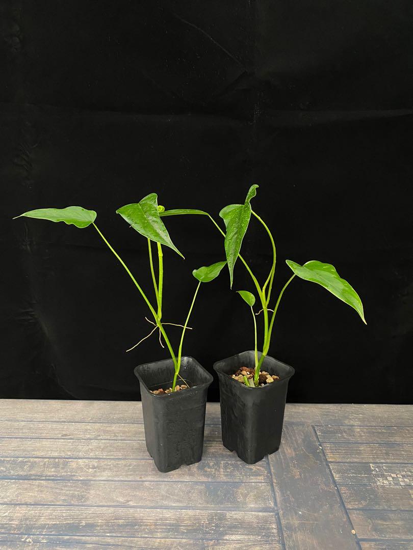 Philodendron delinksii, Furniture & Home Living, Gardening, Plants ...