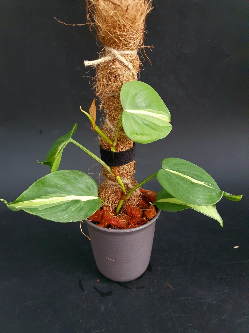 Philodendron gabby, Furniture & Home Living, Gardening, Plants & Seeds ...