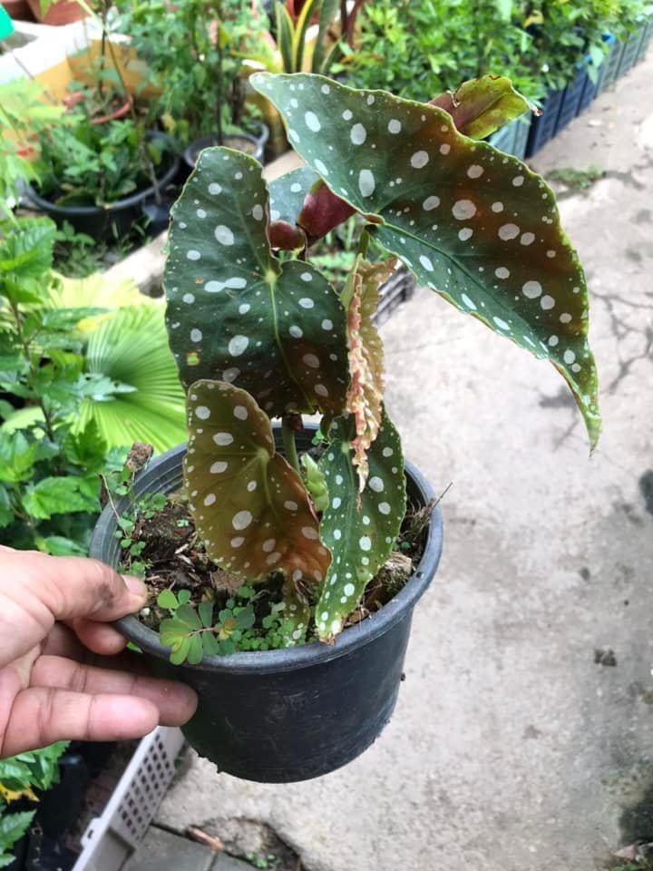 Pokok begonia maniculata, Furniture & Home Living, Gardening, Plants ...