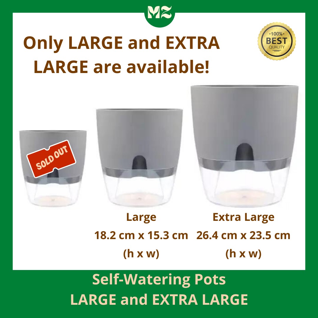 Self-watering pots (Large and Extra Large), Furniture & Home Living ...