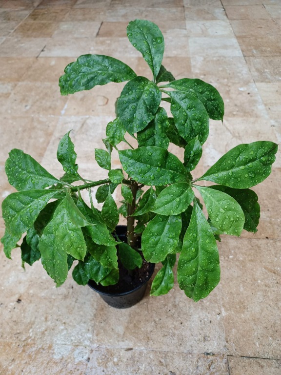 Seven Star Needle/Pereskia Bleo, Furniture & Home Living, Gardening ...