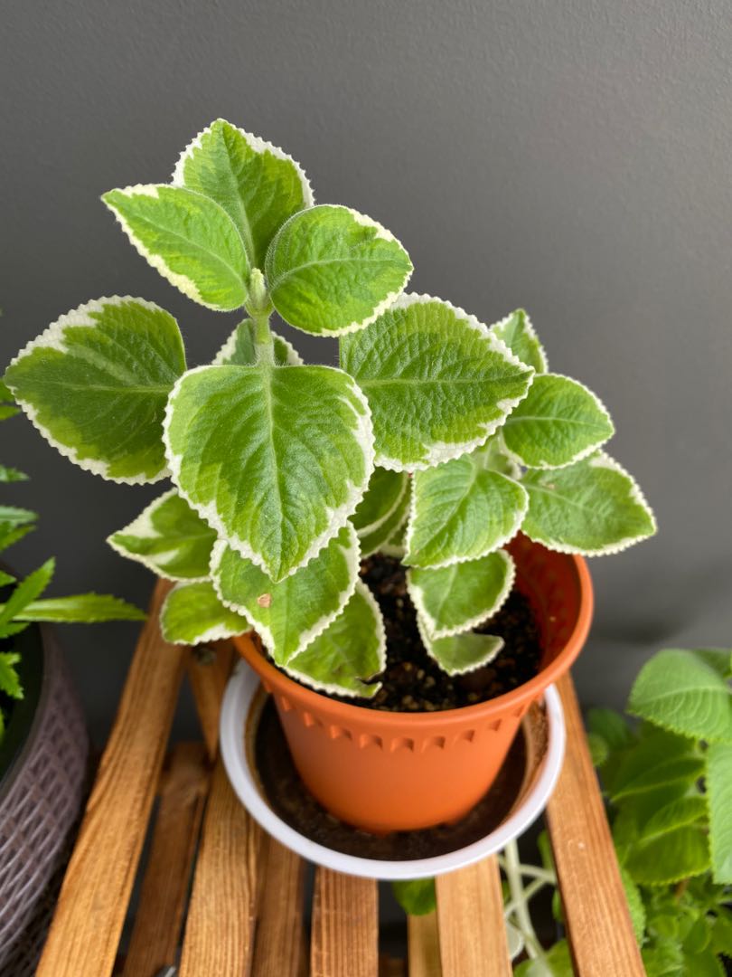Mexican mint/ Variegated Indian Borage / Variegated Cuban Oregano ...