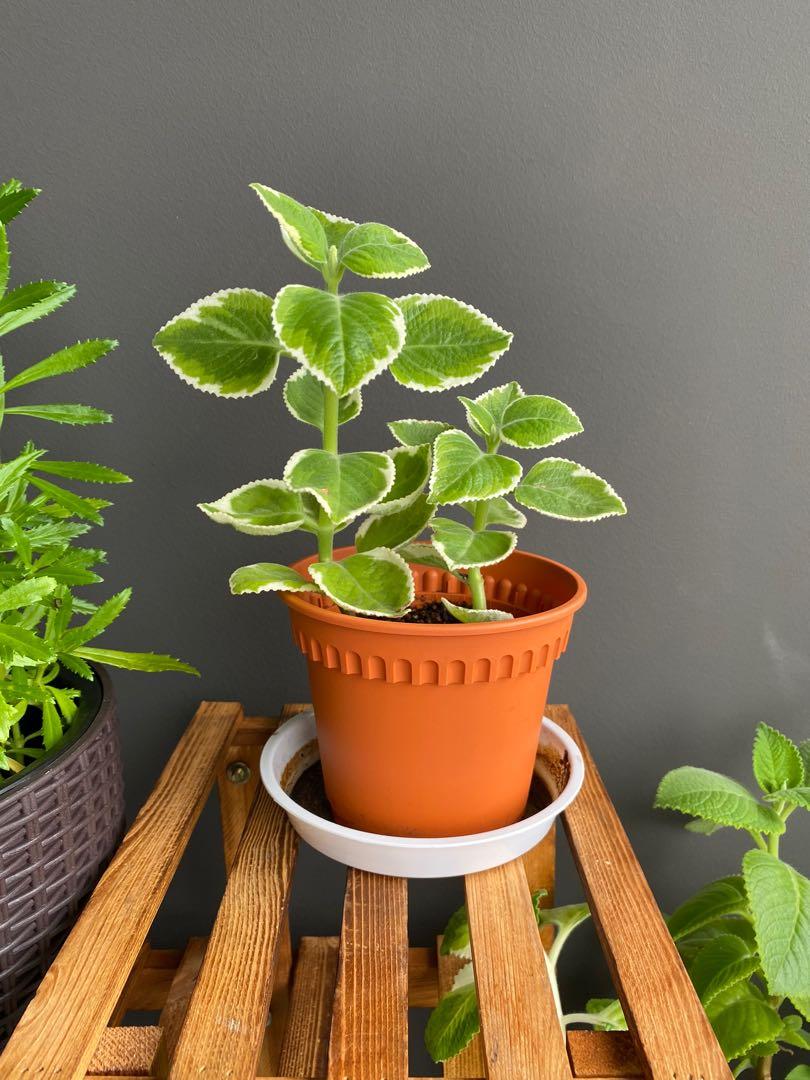 Mexican mint/ Variegated Indian Borage / Variegated Cuban Oregano ...