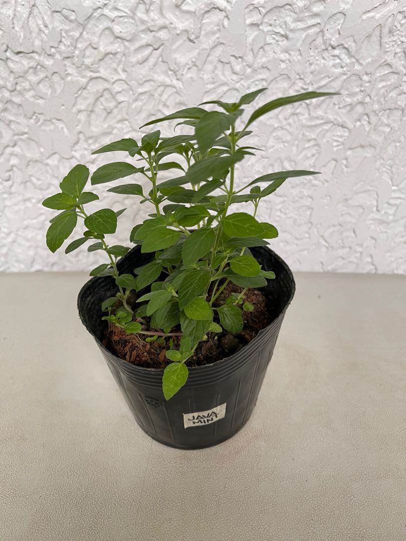 Java Mint, Furniture & Home Living, Gardening, Plants & Seeds on Carousell
