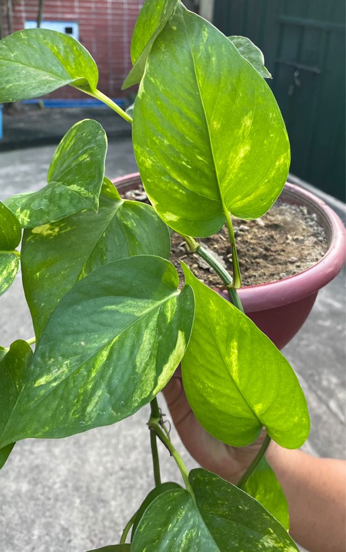Lush Golden Pothos Large Leaves Trailing Hanging, Furniture & Home ...