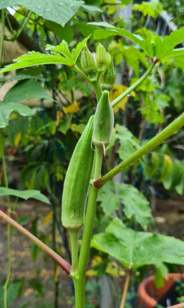 [Rare and limited quantities] Heavy Hitter okra, Furniture & Home ...