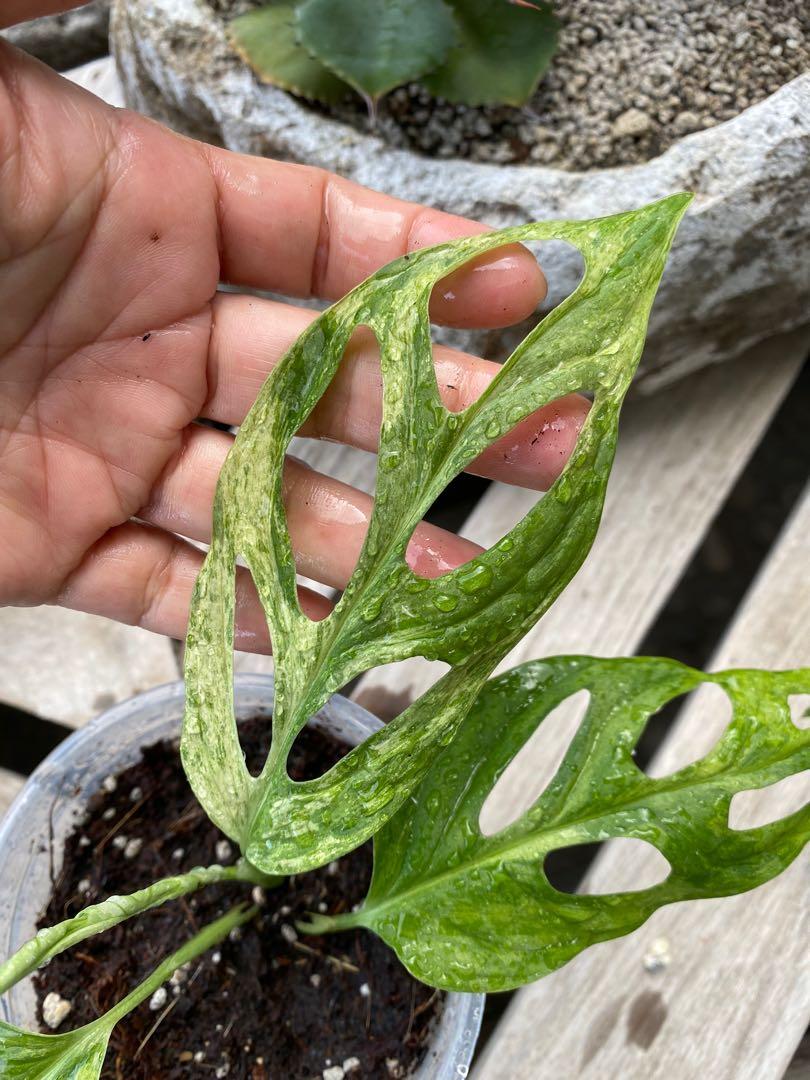 Variegated Adansonii Marble var (Indo), Furniture & Home Living ...