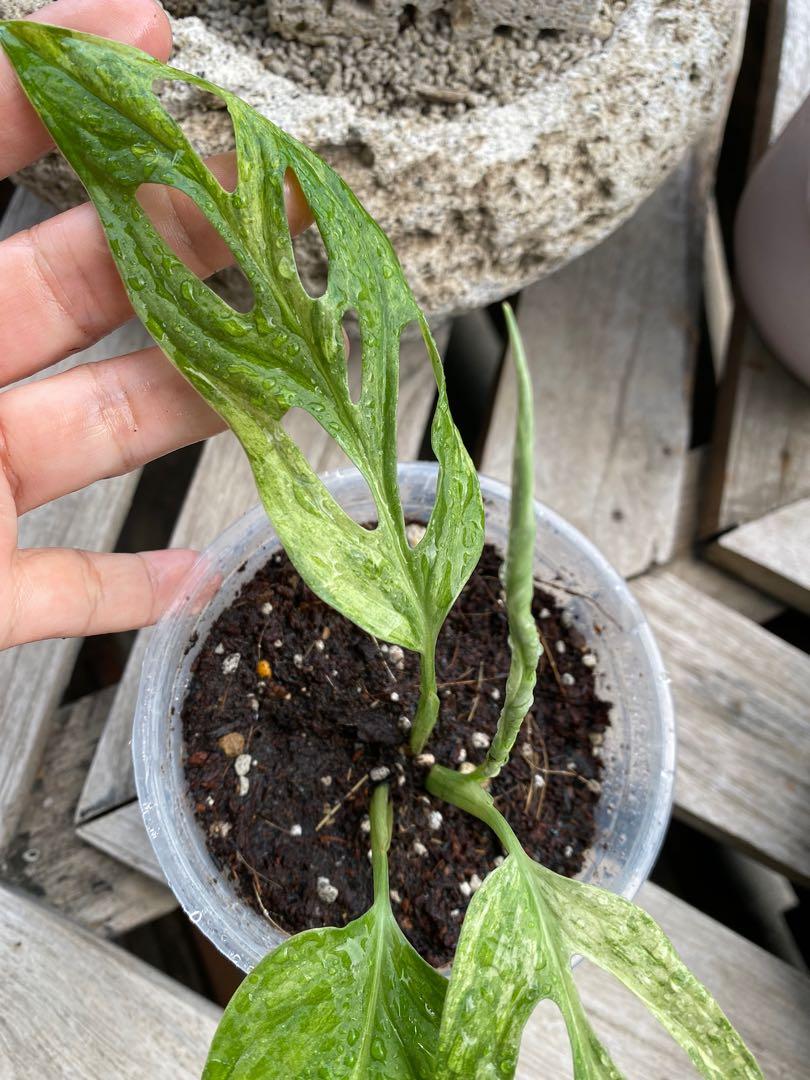 Variegated Adansonii Marble var (Indo), Furniture & Home Living ...