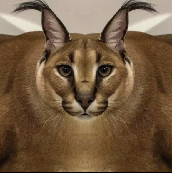 Big floppa, Everything Else on Carousell