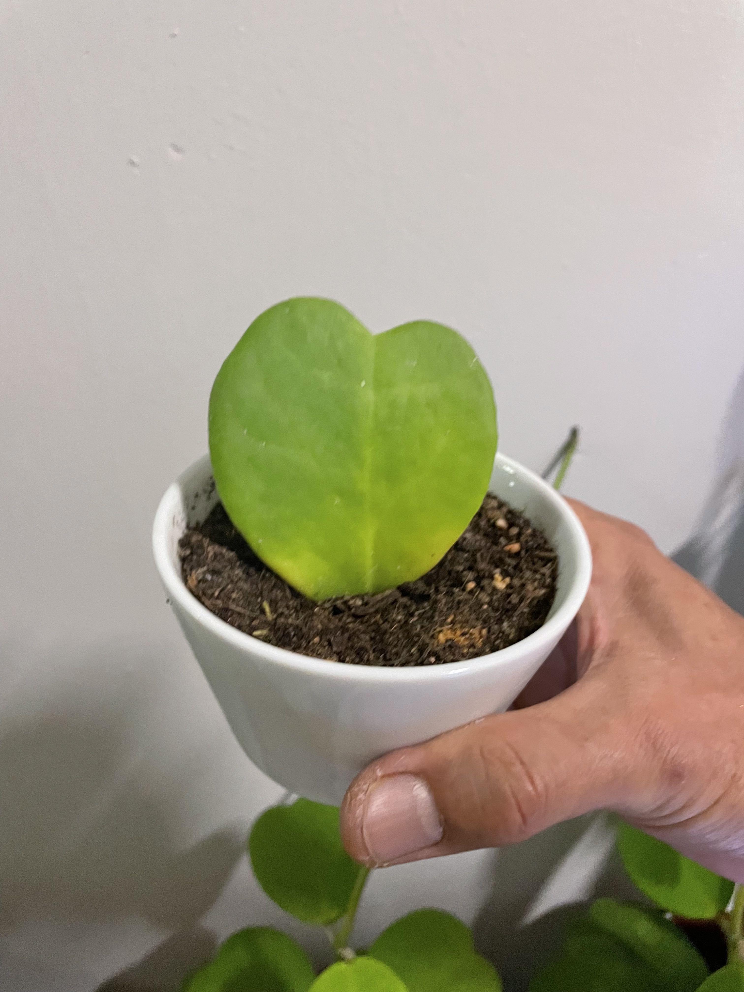 Hoya Kerrii Heart Shaped Plant, Furniture & Home Living, Gardening ...