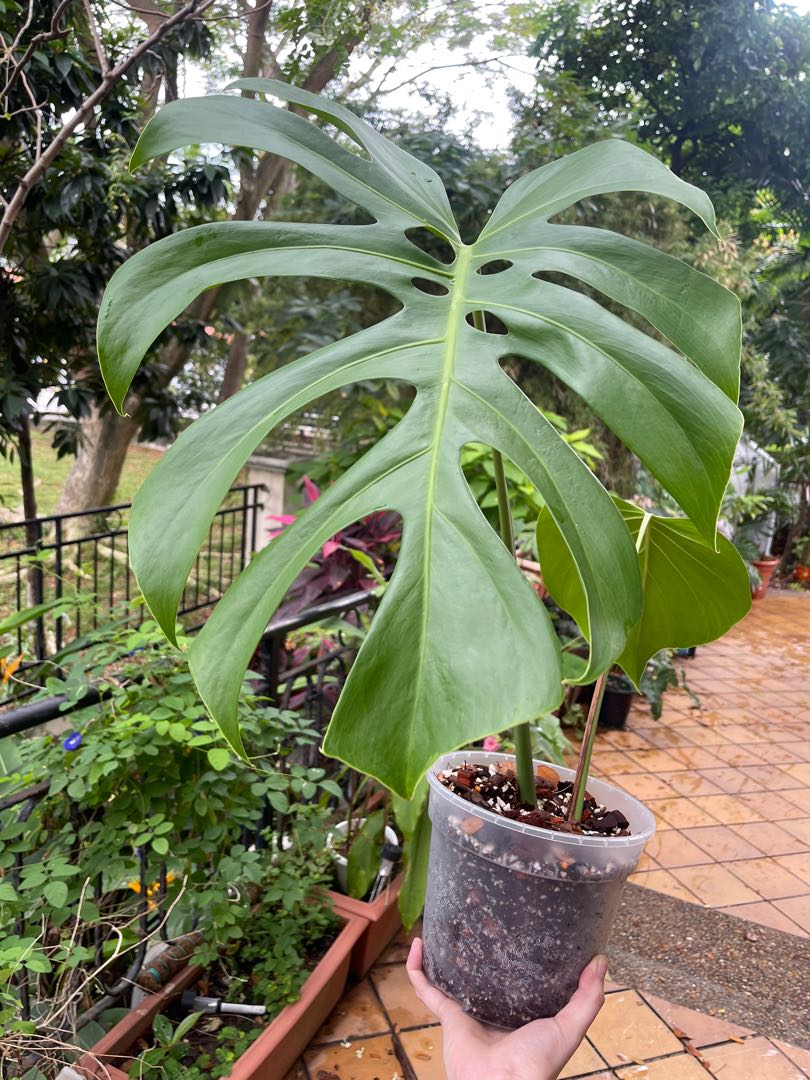 Monstera Brazil Common Form (XL), Furniture & Home Living, Gardening ...