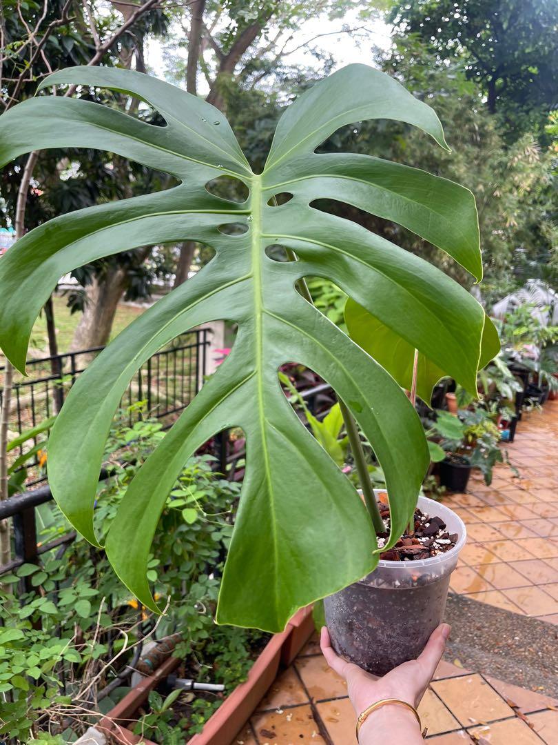 Monstera Brazil Common Form (XL), Furniture & Home Living, Gardening ...