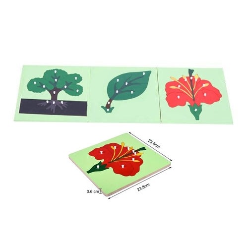 Montessori Wooden Botany - Knobbed Parts of a Flower / Leaf / tree ...