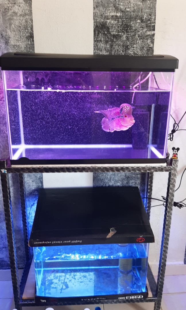 A 2 feet tank and its stand, Pet Supplies, Homes & Other Pet ...