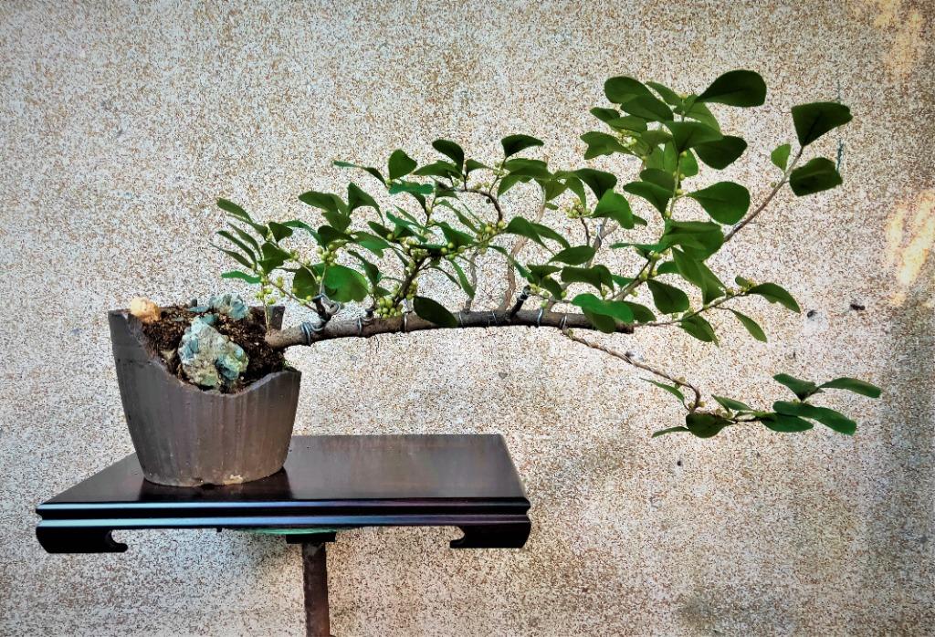 Bonsai Ficus Triangularis Flowering, Furniture & Home Living, Gardening ...