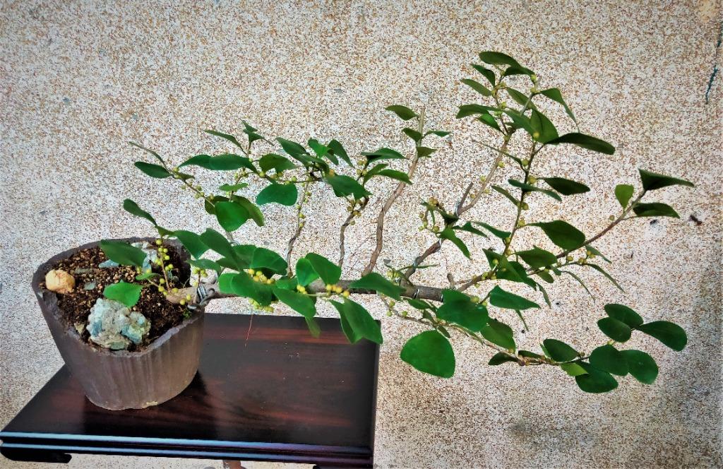 Bonsai Ficus Triangularis Flowering, Furniture & Home Living, Gardening ...