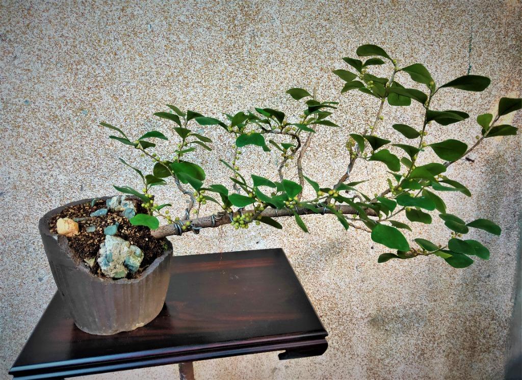 Bonsai Ficus Triangularis Flowering, Furniture & Home Living, Gardening ...