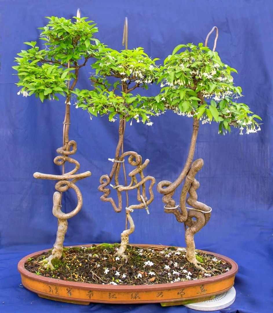 Bonsai wrightia shui mei with auspicious character (福禄寿) Fortune ...