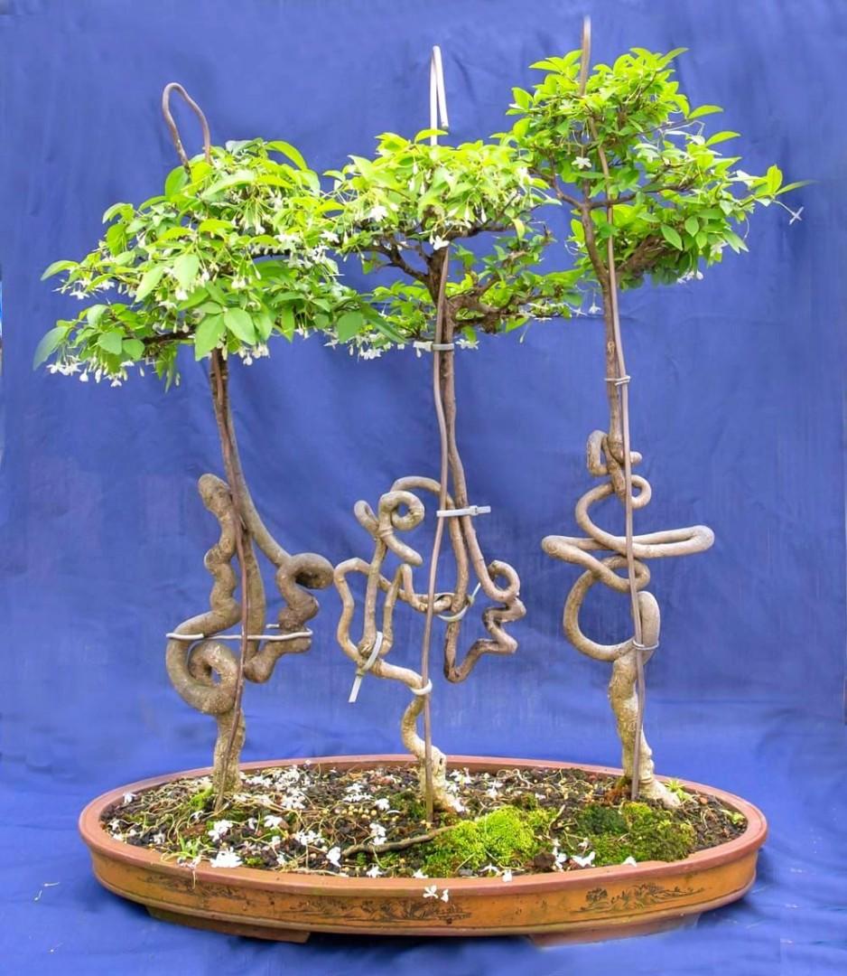 Bonsai wrightia shui mei with auspicious character (福禄寿) Fortune ...