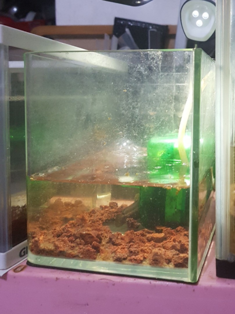 Crystal Tank Set, Pet Supplies, Homes & Other Pet Accessories on Carousell