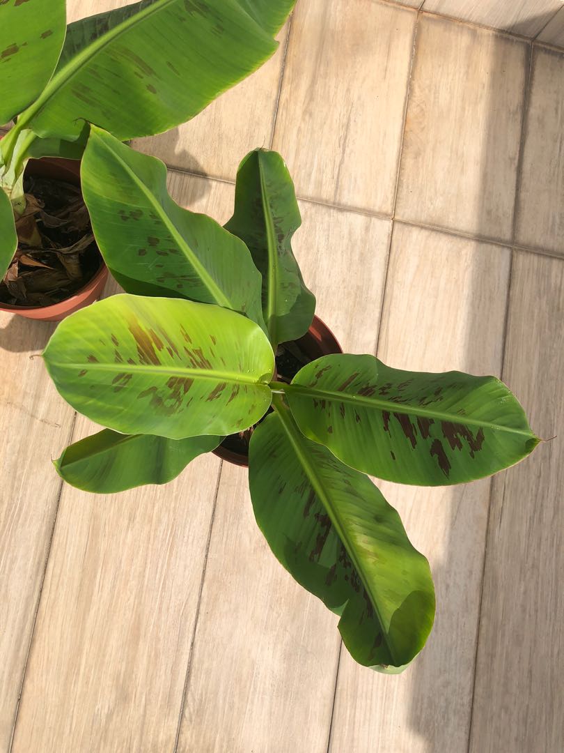 (11 sold) Organic baby dwarf cavendish banana plant, Furniture & Home ...