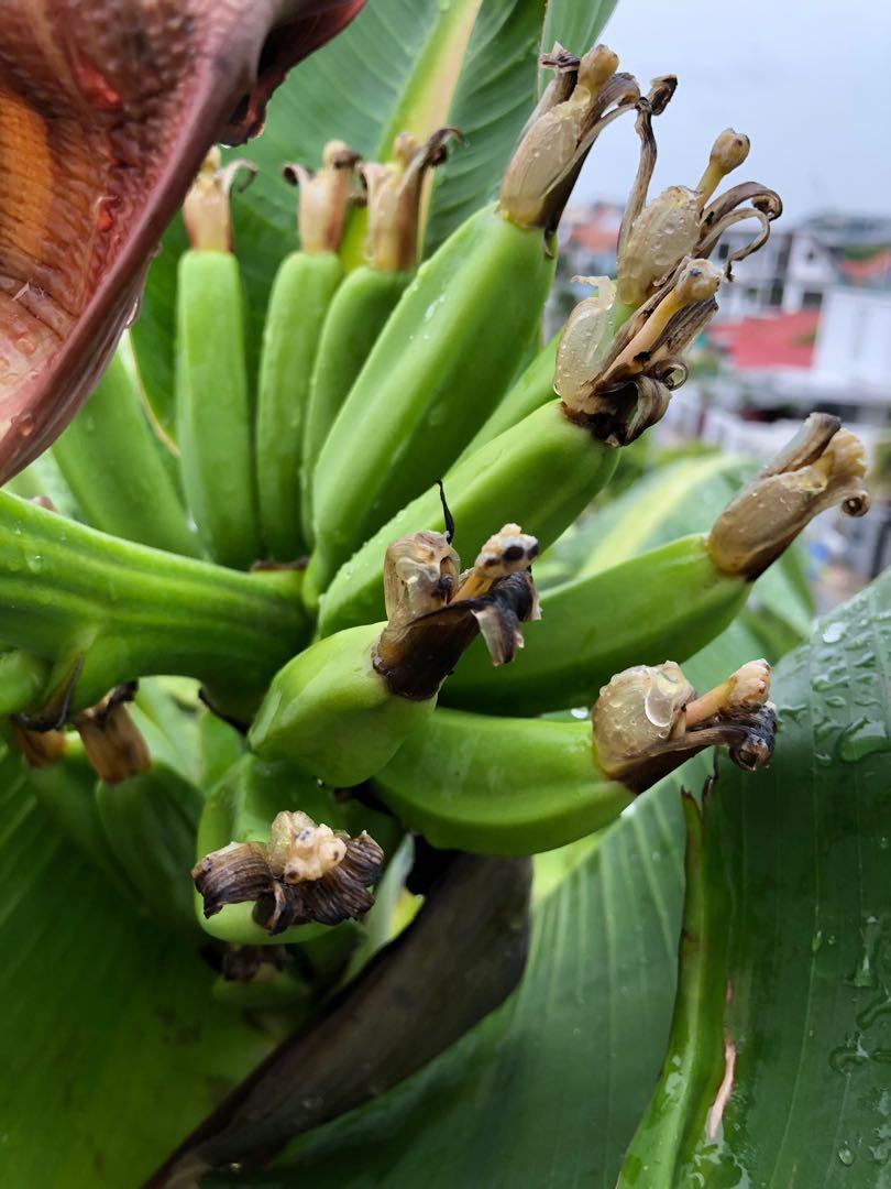 (11 sold) Organic baby dwarf cavendish banana plant, Furniture & Home ...