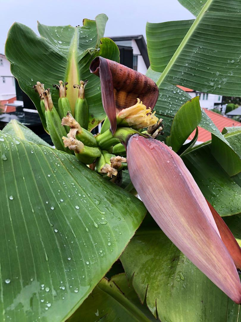 (11 sold) Organic baby dwarf cavendish banana plant, Furniture & Home ...