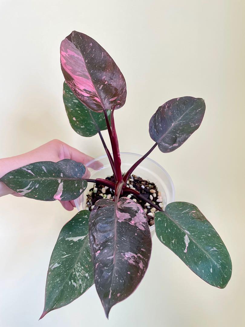 Philodendron Pink Princess Marble Galaxy, Furniture & Home Living ...