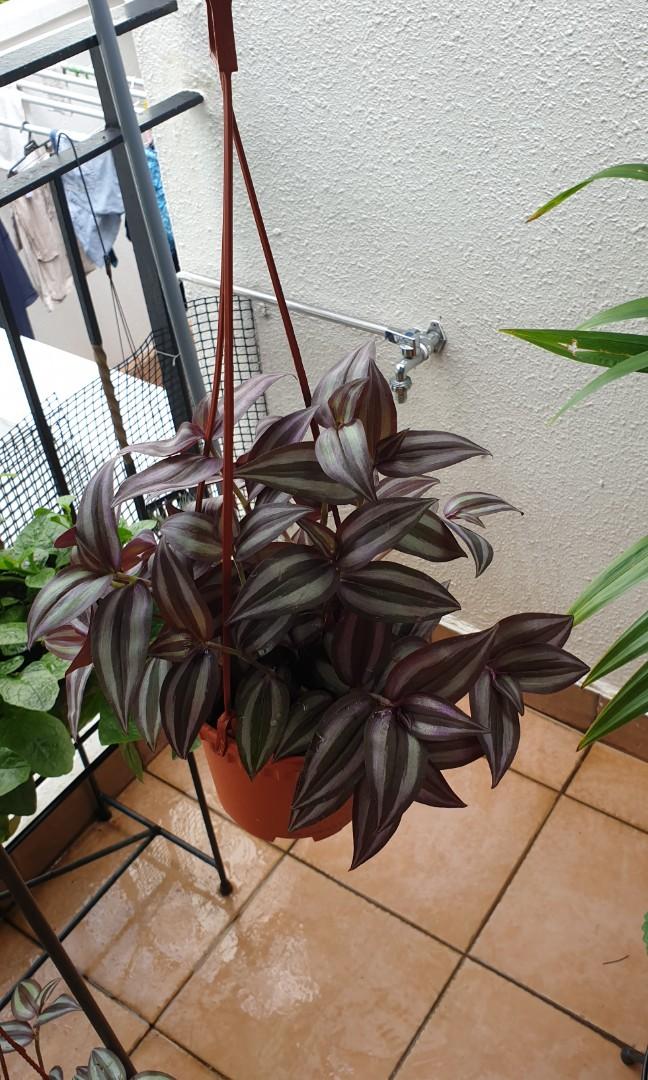 Wandering Jew Plant ( Transcendia Zebrina), Furniture & Home Living ...