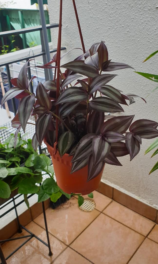 Wandering Jew Plant ( Transcendia Zebrina), Furniture & Home Living ...