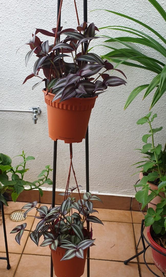 Wandering Jew Plant ( Transcendia Zebrina), Furniture & Home Living ...