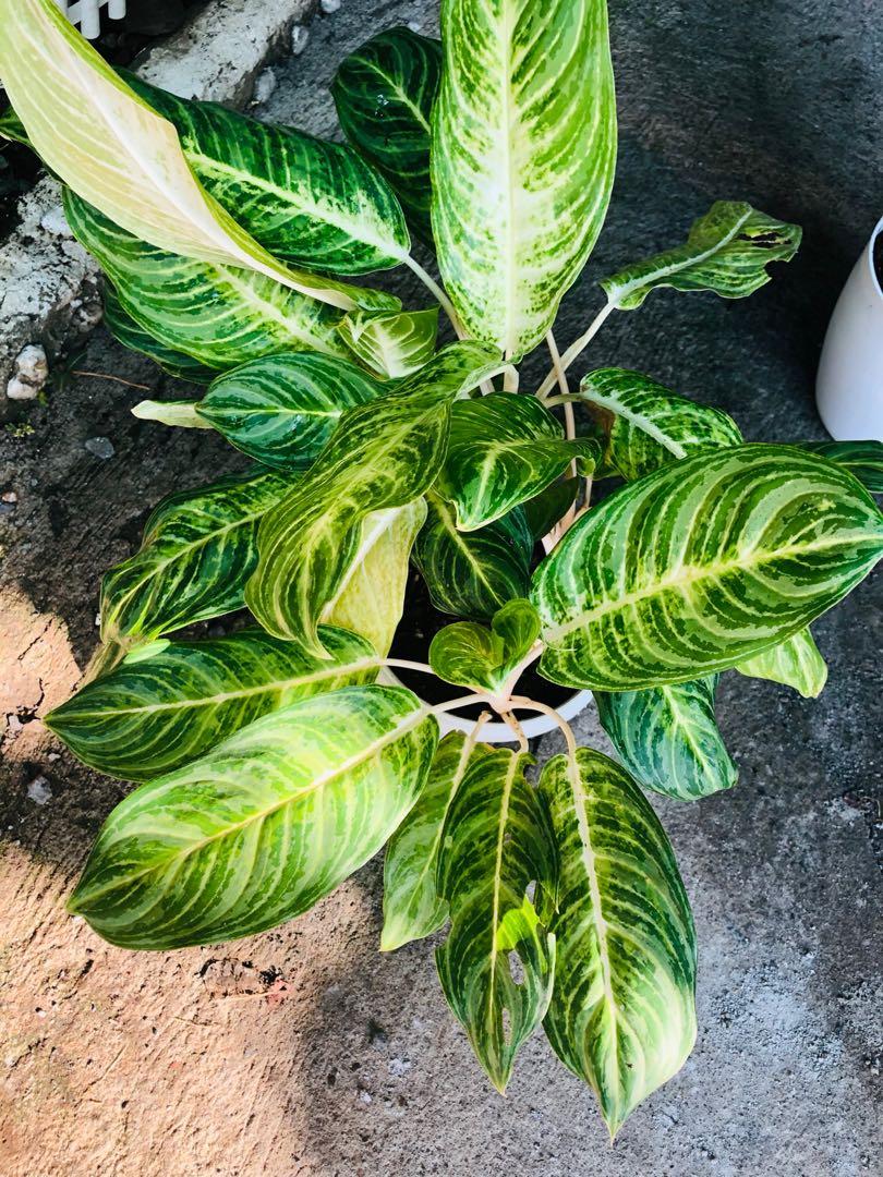 Aglaonema varieties, Furniture & Home Living, Gardening, Plants & Seeds ...