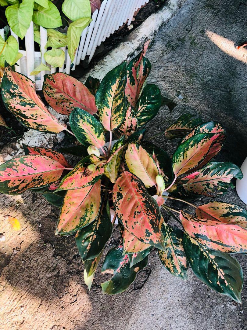 Aglaonema varieties, Furniture & Home Living, Gardening, Plants & Seeds ...