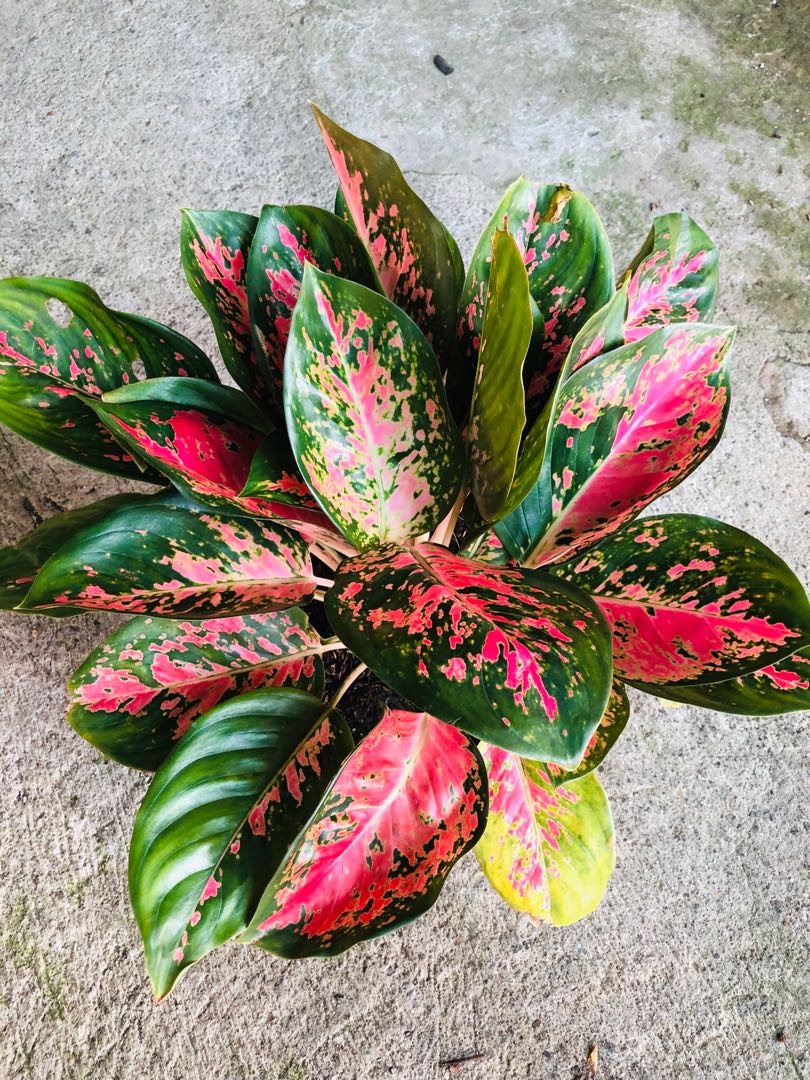 Aglaonema varieties, Furniture & Home Living, Gardening, Plants & Seeds ...
