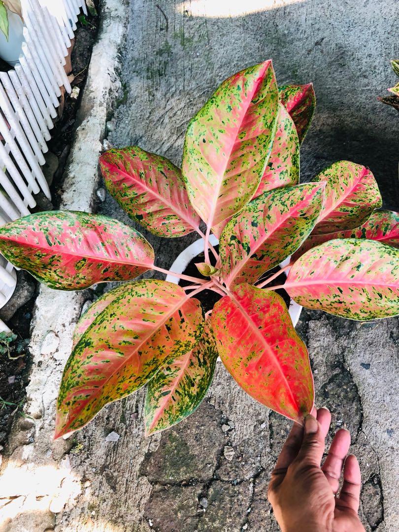 Aglaonema varieties, Furniture & Home Living, Gardening, Plants & Seeds ...