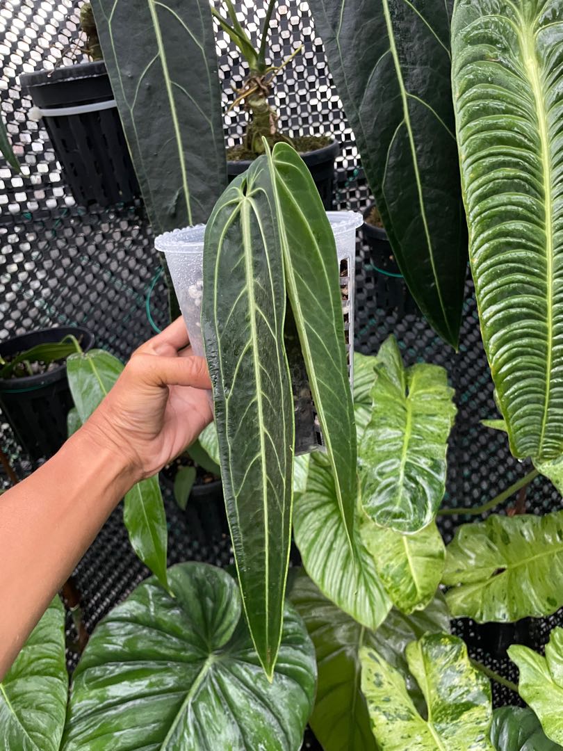 Anthurium warocquaenum, Furniture & Home Living, Gardening, Plants ...