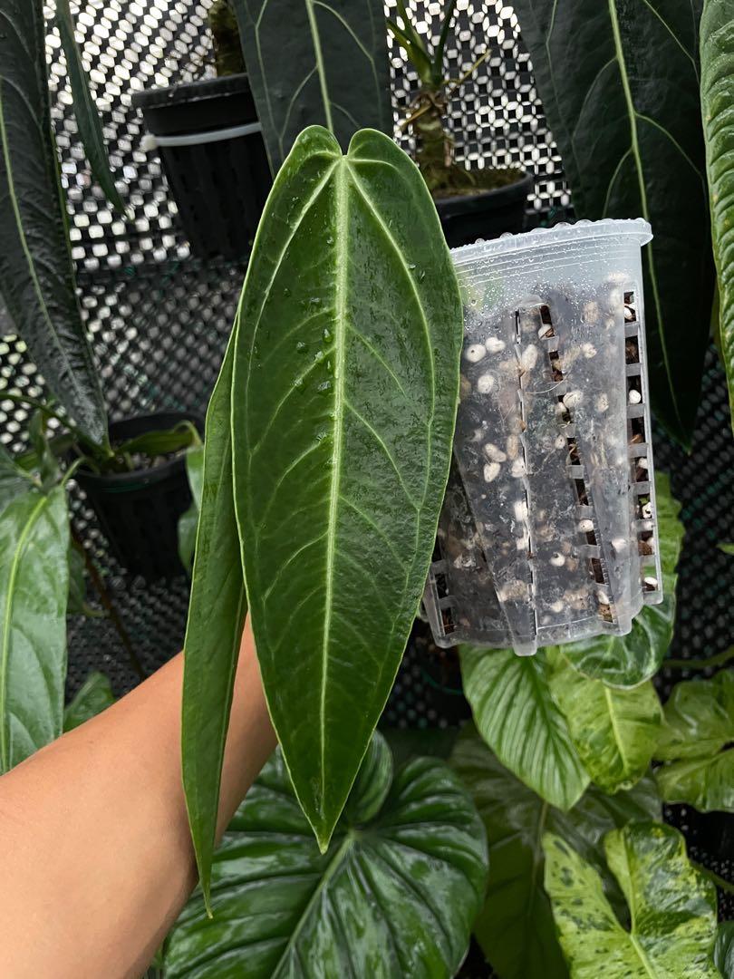 Anthurium warocquaenum, Furniture & Home Living, Gardening, Plants ...