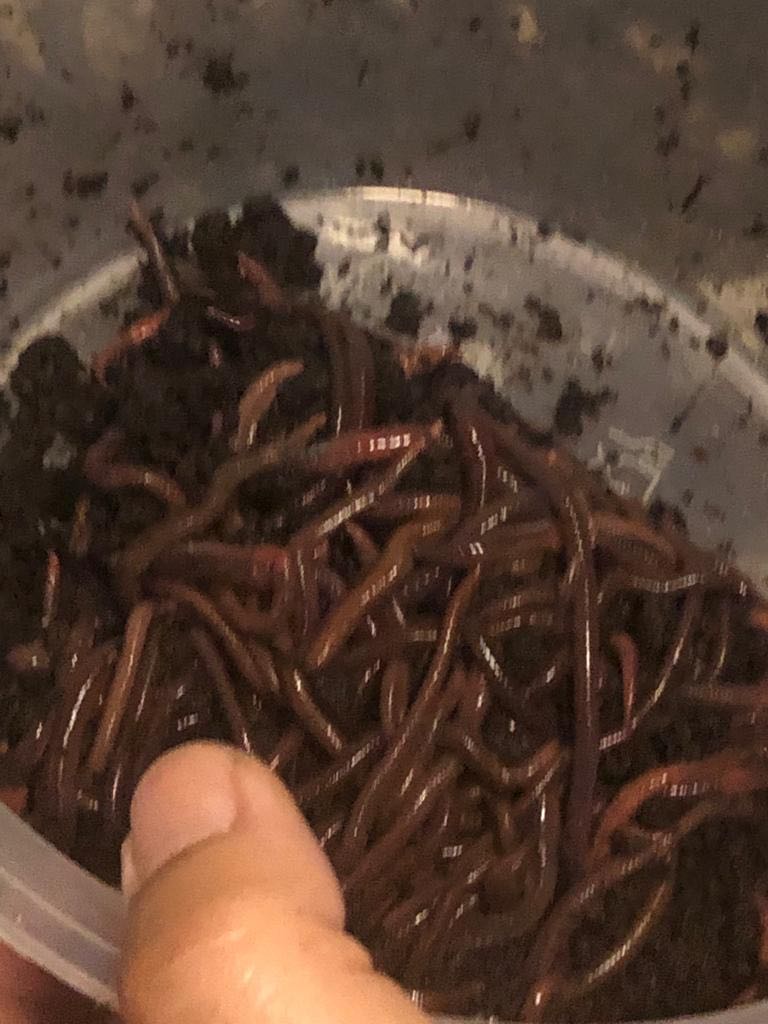 Compost worms, African Night crawlers, Furniture & Home Living ...