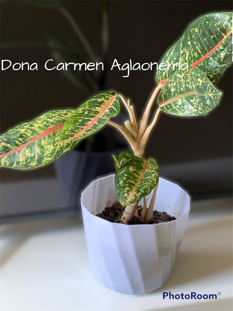 Donya Carmen Aglaonema, Furniture & Home Living, Gardening, Plants ...