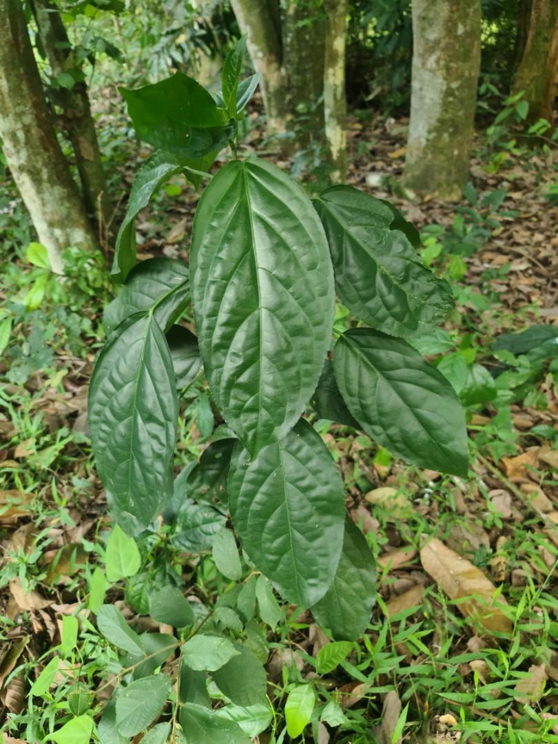 Pokok salang (pucuk daun salang), Furniture & Home Living, Gardening ...