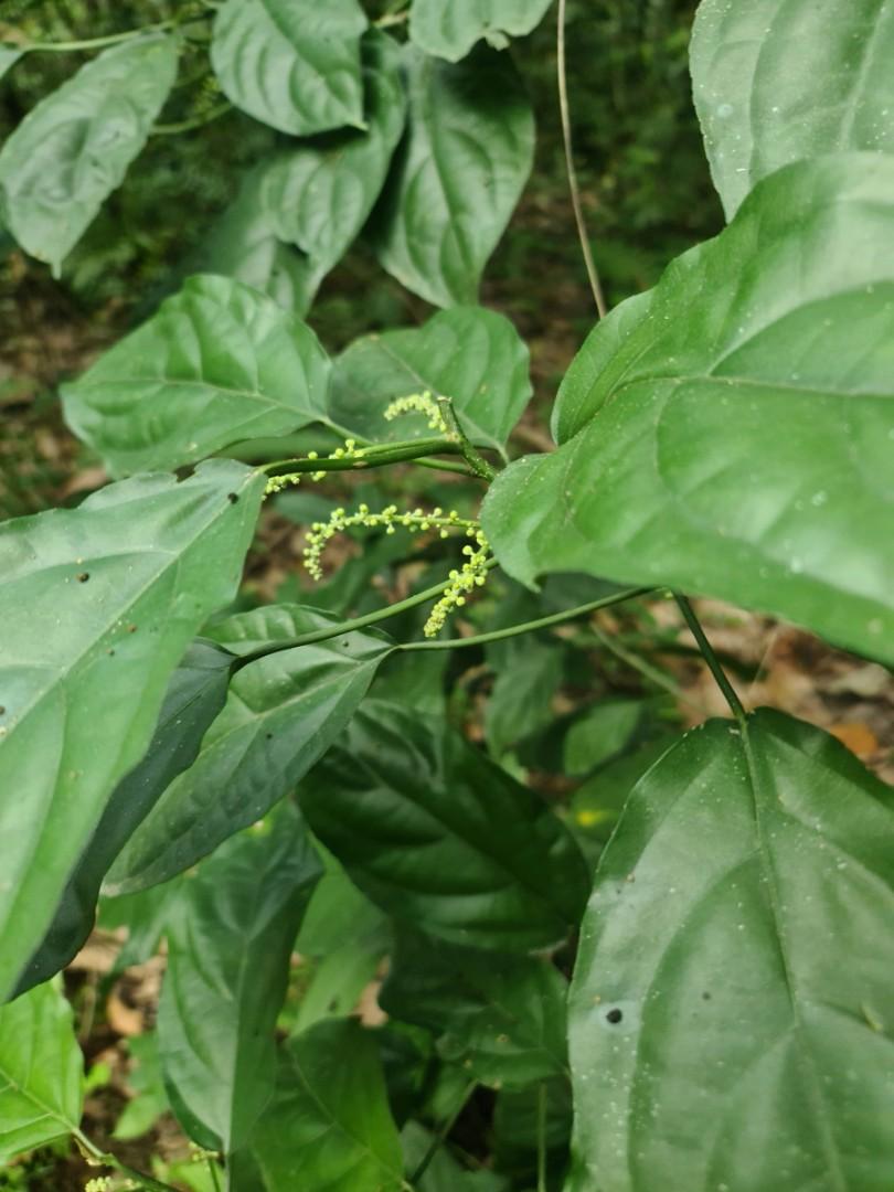 Pokok salang (pucuk daun salang), Furniture & Home Living, Gardening ...